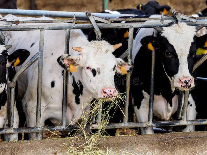 Calf and cow farm stock photo. Image of industry, calf - 178380200