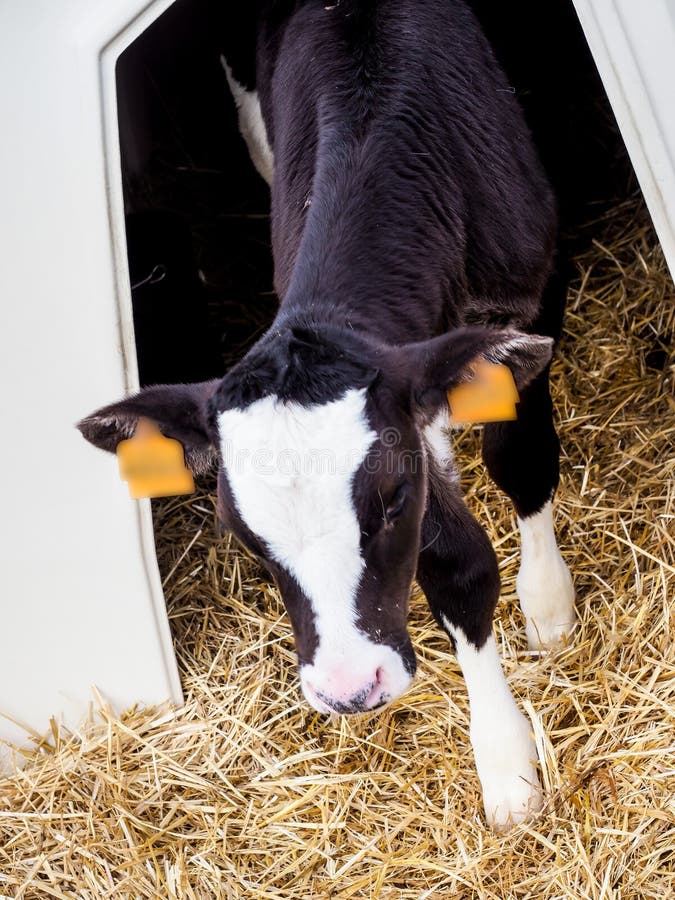 Calf and cow farm stock image. Image of diet, domestic - 178380203