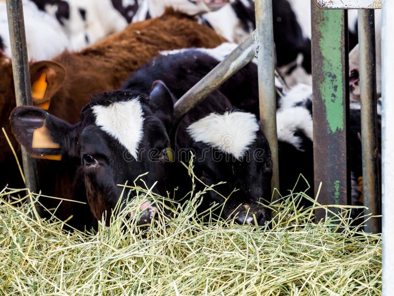 Calf and cow farm stock photo. Image of calf, food, natural - 178380204