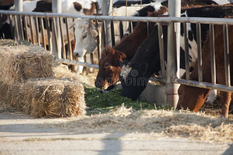 Calf stock image. Image of straw, countryside, country - 31089913