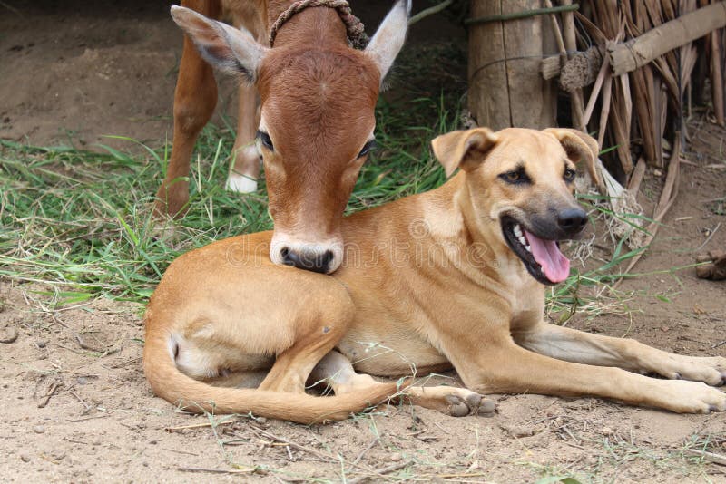 Calf and dog stock photo. Image of calf, animal, cute - 93661992
