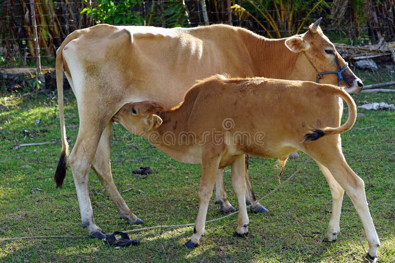 Calf,drinking Milk from Mother Cow. Stock Image - Image of feeding ...