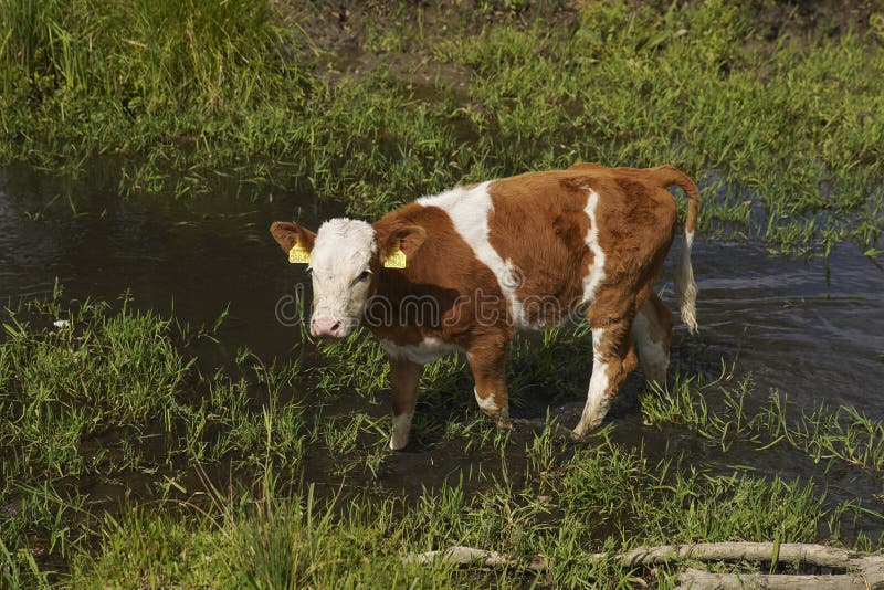 A Calf is Drinking while Standing in the Stream. Cattle-breeding Stock ...