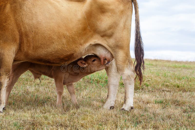 Calf Drinking from the Udder Stock Image - Image of female, europe ...