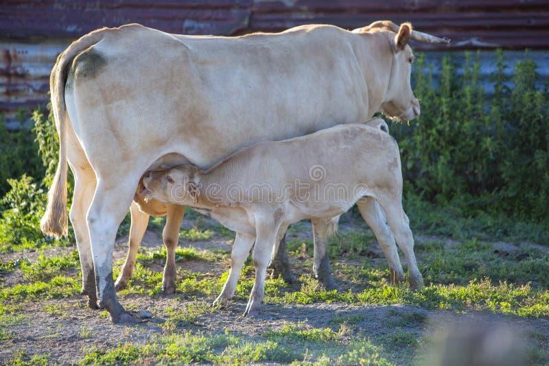 Calf Drinks from Mother Cow in Backlight Stock Photo - Image of ...