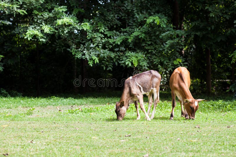 Calf eat grass stock image. Image of baby, meadow, curious - 58701571