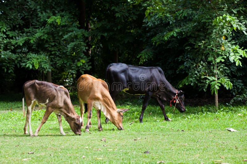 Calf eat grass stock image. Image of green, group, landscape - 58701801