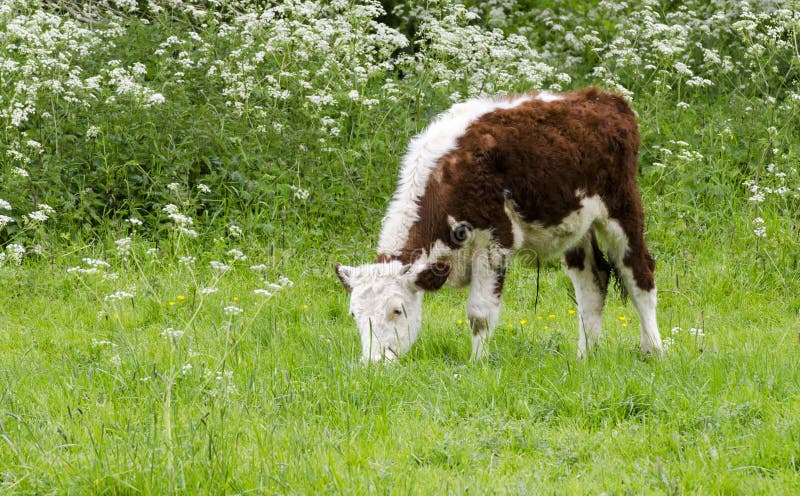 A Calf Eating in the Fields Stock Photo - Image of mammal, newborn ...