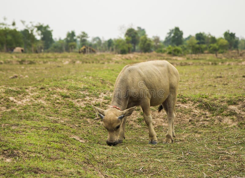 Calf eating grass. stock photo. Image of mammal, field - 43069994