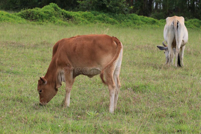 Calf eating grass stock photo. Image of bovine, cattle - 201099868