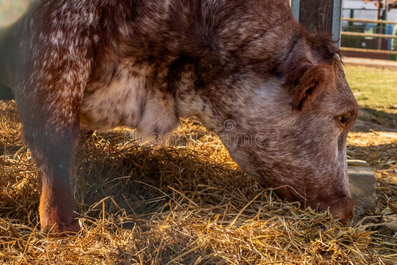 Calf Eating Grass in the Sunlight. Close Up Stock Image - Image of land ...