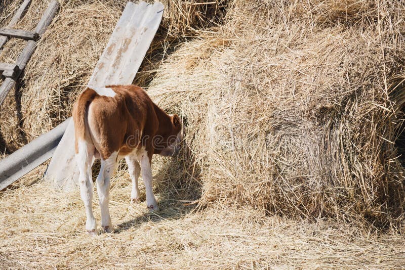 Calf Eating Hay Buried His Head in the Haystack Stock Photo - Image of ...