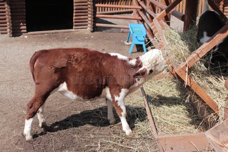 Calf eating hay stock image. Image of cattle, calf, farm - 57853515