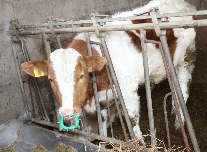 Calf while Eating the Straw in the Barn Stock Photo - Image of ...