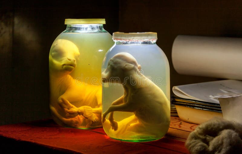 Calf Embryo in Glass Jar with Formalin Stock Photo - Image of equipment ...
