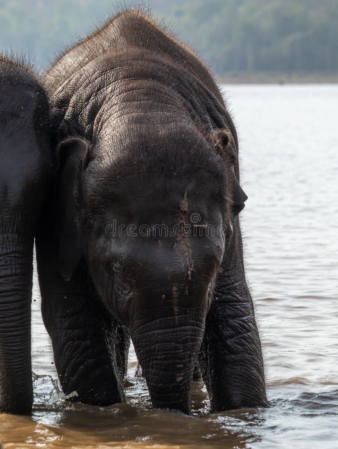 A calf enjoying in water stock photo. Image of species - 188309116