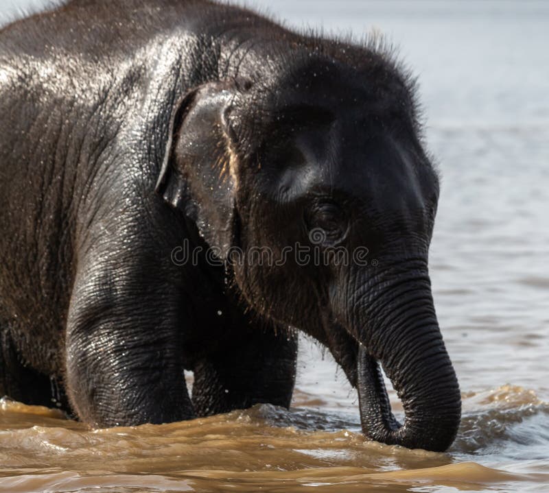 A calf enjoying in water stock image. Image of animals - 188309059