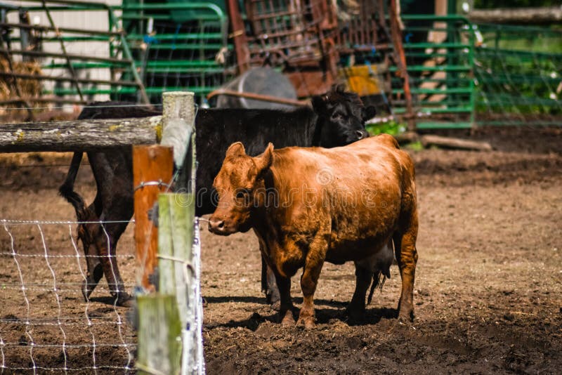 A Calf Exploring the Corral Stock Photo - Image of green, farm: 184929340