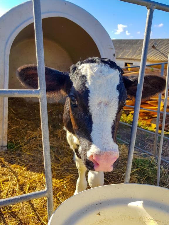 Calf Facing the Camera on the Outside of the Farm Stock Photo - Image ...