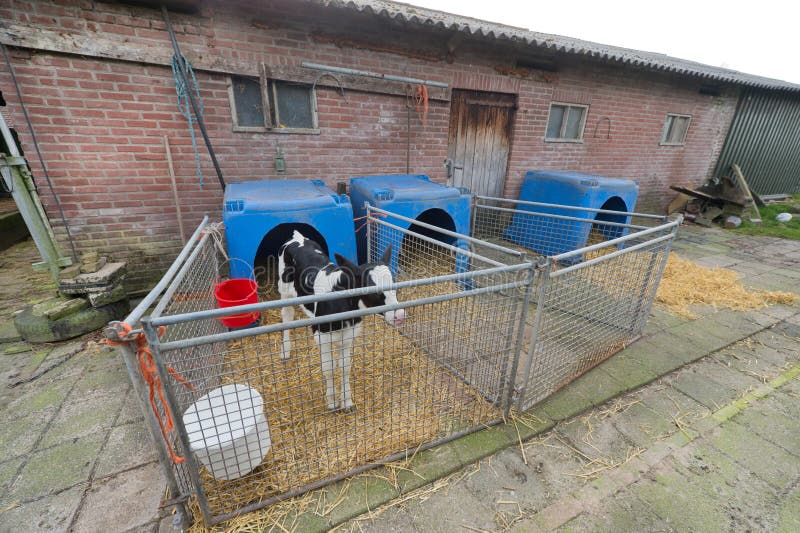 Calf on the farm stock image. Image of cattle, star, farm - 49352947