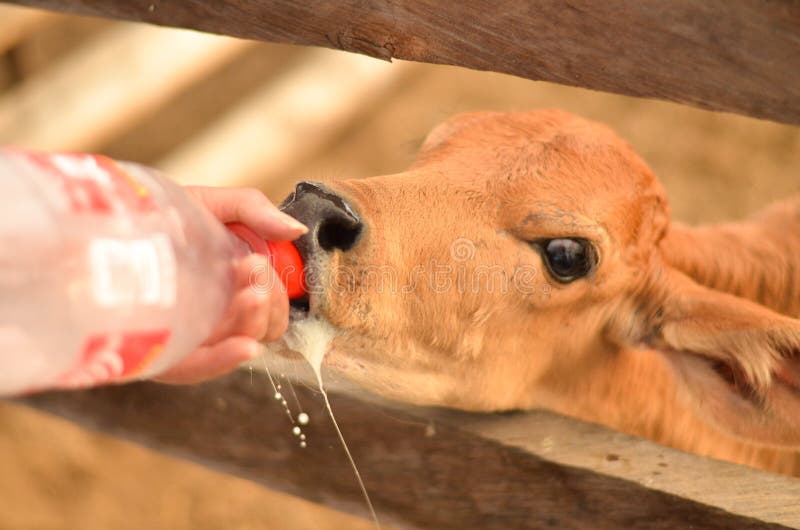 Farmer Feeding Calf Coffee in the Farm Stock Image - Image of head ...