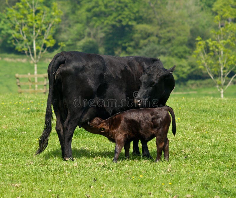 Calf feeding stock photo. Image of dairy, mother, animal - 8857722