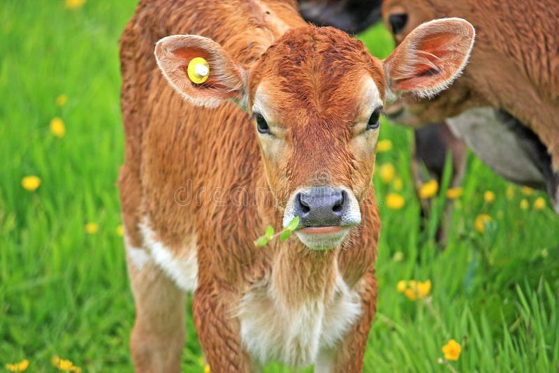 Calf in a field stock image. Image of grazing, field - 79330823