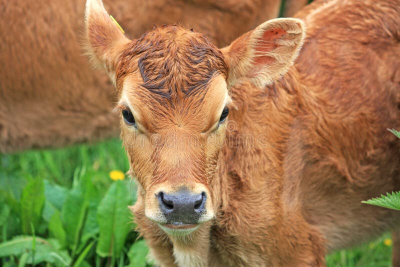 Calf in a field stock photo. Image of agriculture, grazing - 87658012