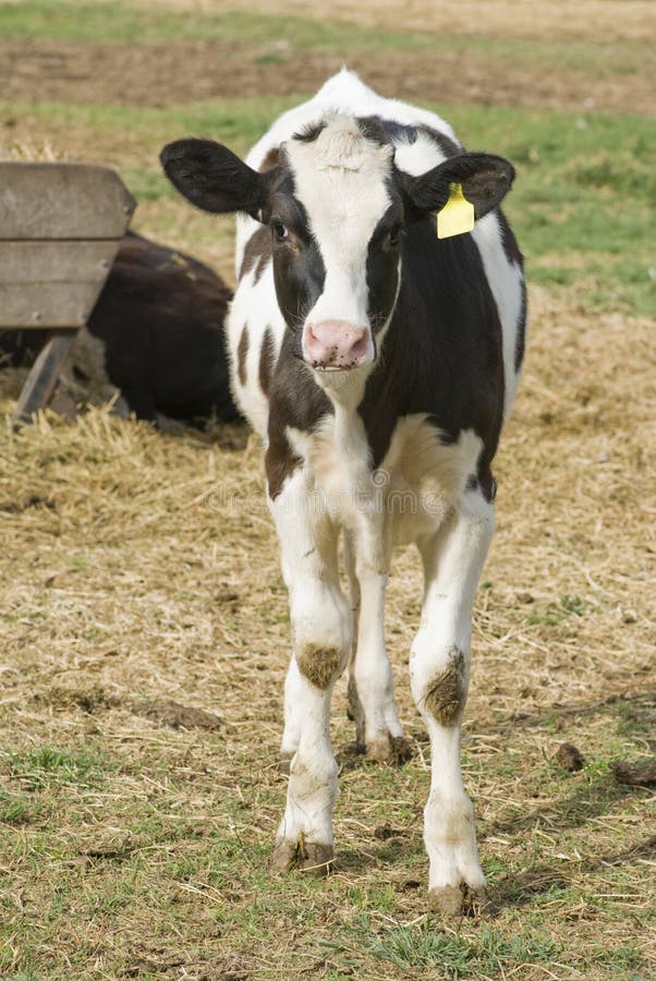 Calf front view stock image. Image of livestock, country - 21277555