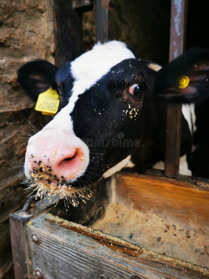 Calf getting messy eating stock photo. Image of eating - 257153596