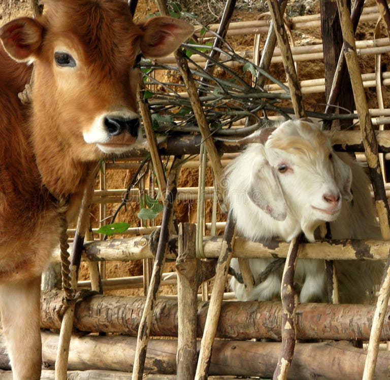 Calf and Goat stock image. Image of goat, white, pair - 5168955