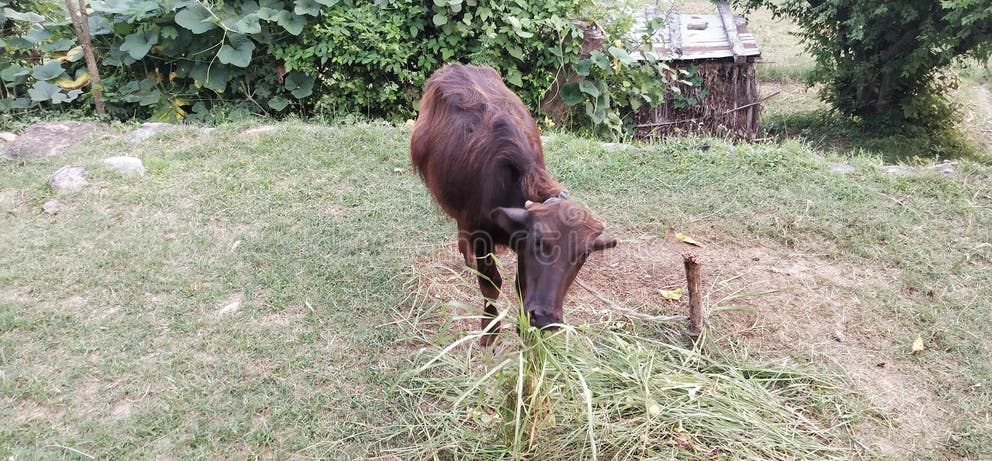 Calf with grass stock image. Image of mammal, grass - 182478563