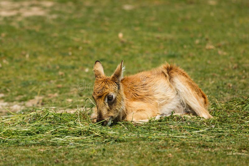 Calf on grass stock image. Image of travel, italy, tourism - 76952557