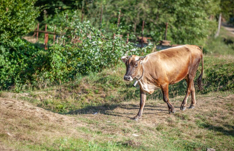 Calf Grazing in the Pasture Stock Image - Image of eating, nature ...