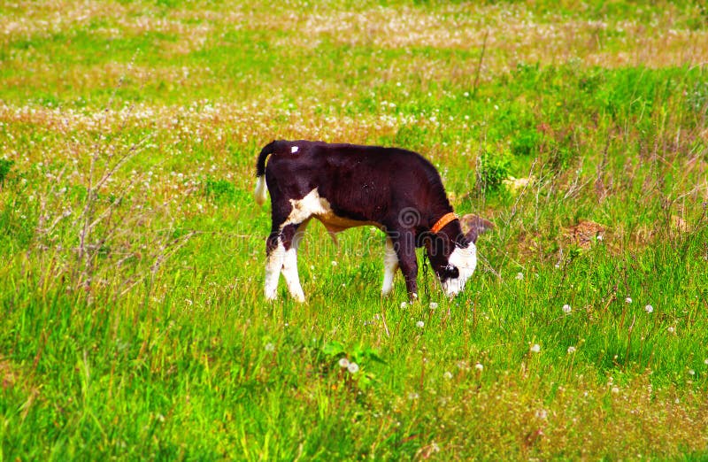 Calf on a Green Dandelion Field Stock Photo - Image of farm, closeup ...