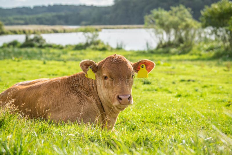 Calf in the green grass stock image. Image of domestic - 61421617