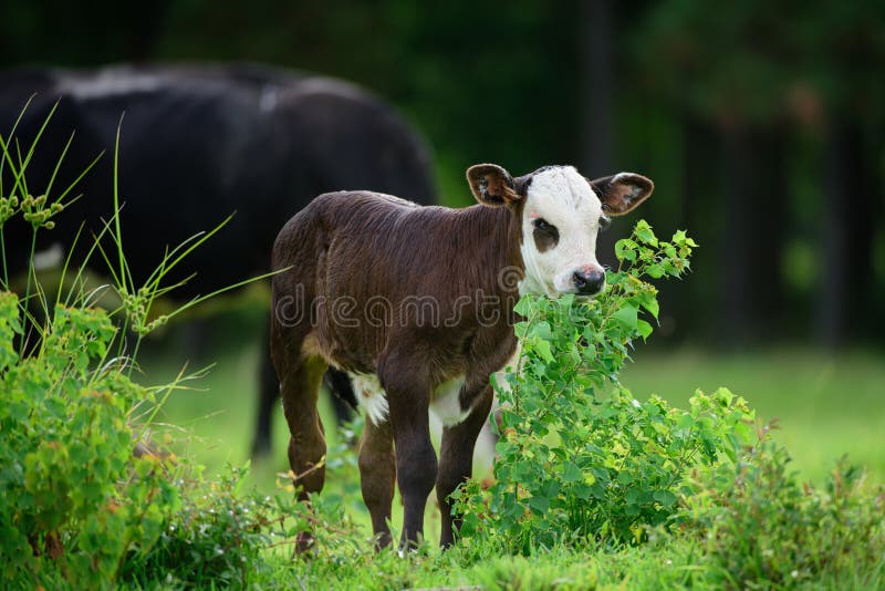 Calf on Green Grass Field. Cow with Dairy Herd. Stock Image - Image of ...