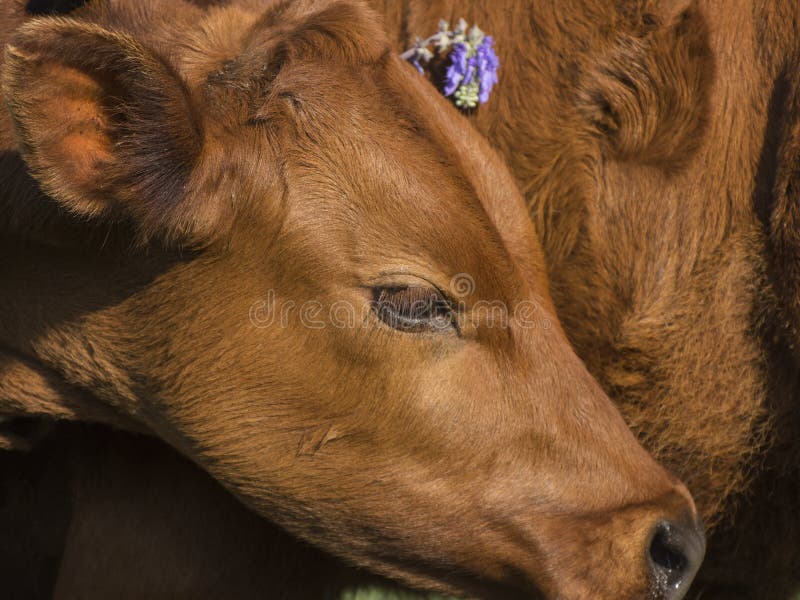 Calf Head Close Up. Cattle on a Dairy Farm. Cattle Grazing in the ...