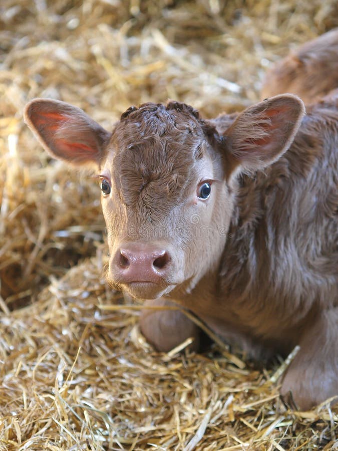 Calf Head Shot stock image. Image of farm, rumen, farming - 209872077