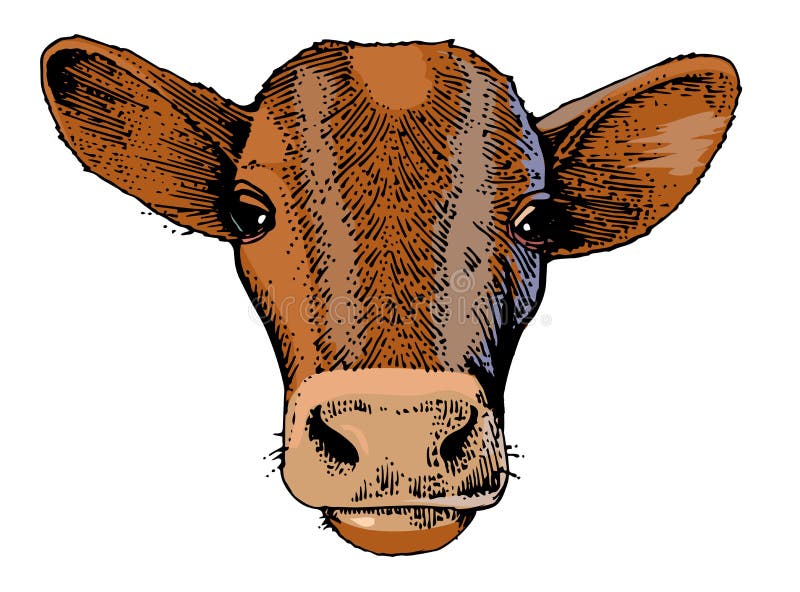 Calf Head Vector Isolated on a White Background. Frontal, Front View ...