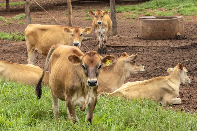 Calf and Heifer of the Jersey Dairy Breed on a Dairy Farm Stock Image ...