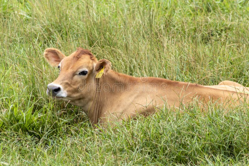 Calf and Heifer of the Jersey Dairy Breed on a Dairy Farm Stock Photo ...