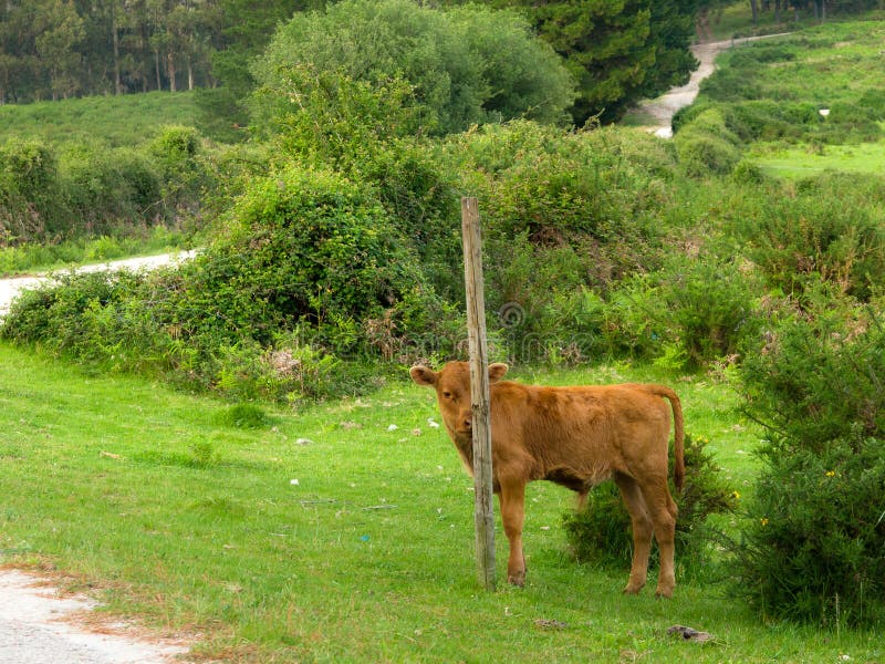 Young calf sad and lonely stock image. Image of rural - 3360251