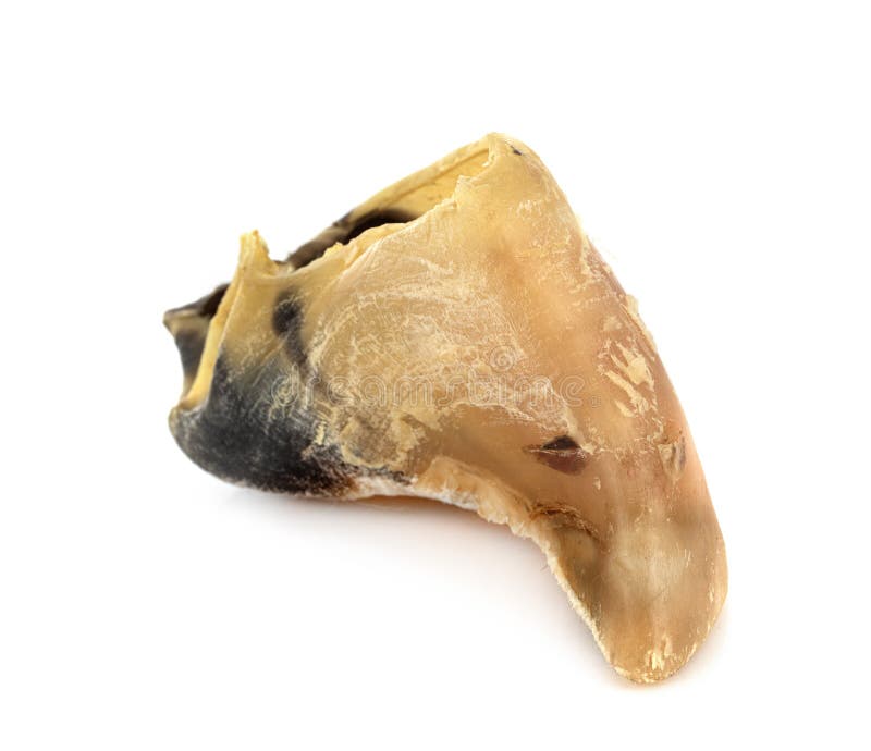 Calf hoof in studio stock image. Image of teeth, food - 189183449