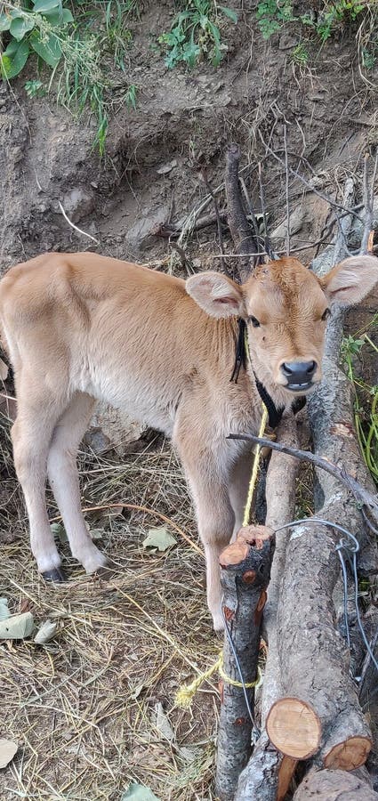 Calf of an India cow breed stock image. Image of wildlife - 209222021