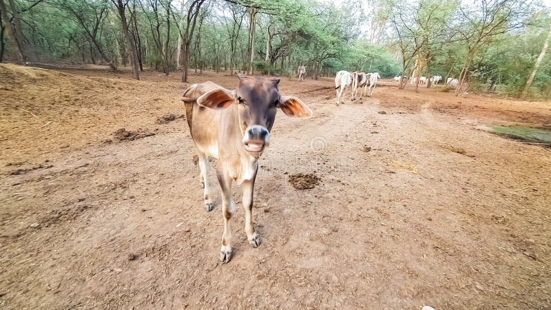 Calf. Indian Cute Calf. stock image. Image of little - 325311549