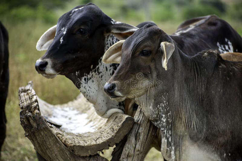Calf Land Cow in the Salt Feeder Stock Photo - Image of environment ...