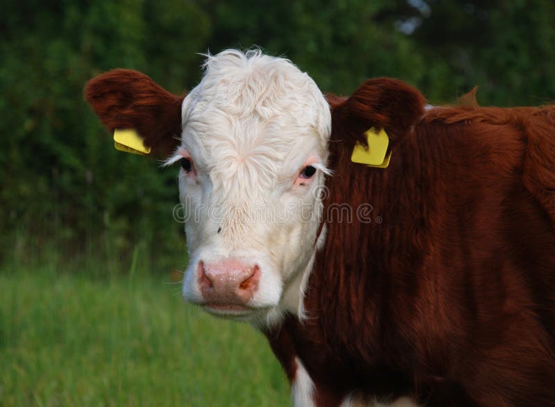 Cow Calf Looking Front, Forehead View Stock Photo - Image of looking ...