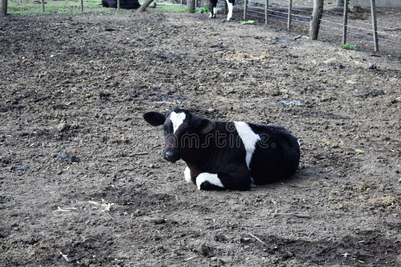 A Calf Looking at the Camera. Stock Image - Image of field, agronomy ...
