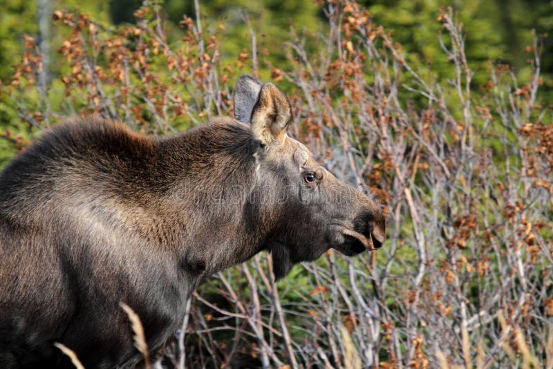 Calf Moose stock image. Image of animal, ears, calf, grass - 22633389